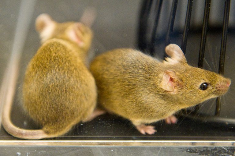 Re-creating autism, in mice - MIT McGovern Institute