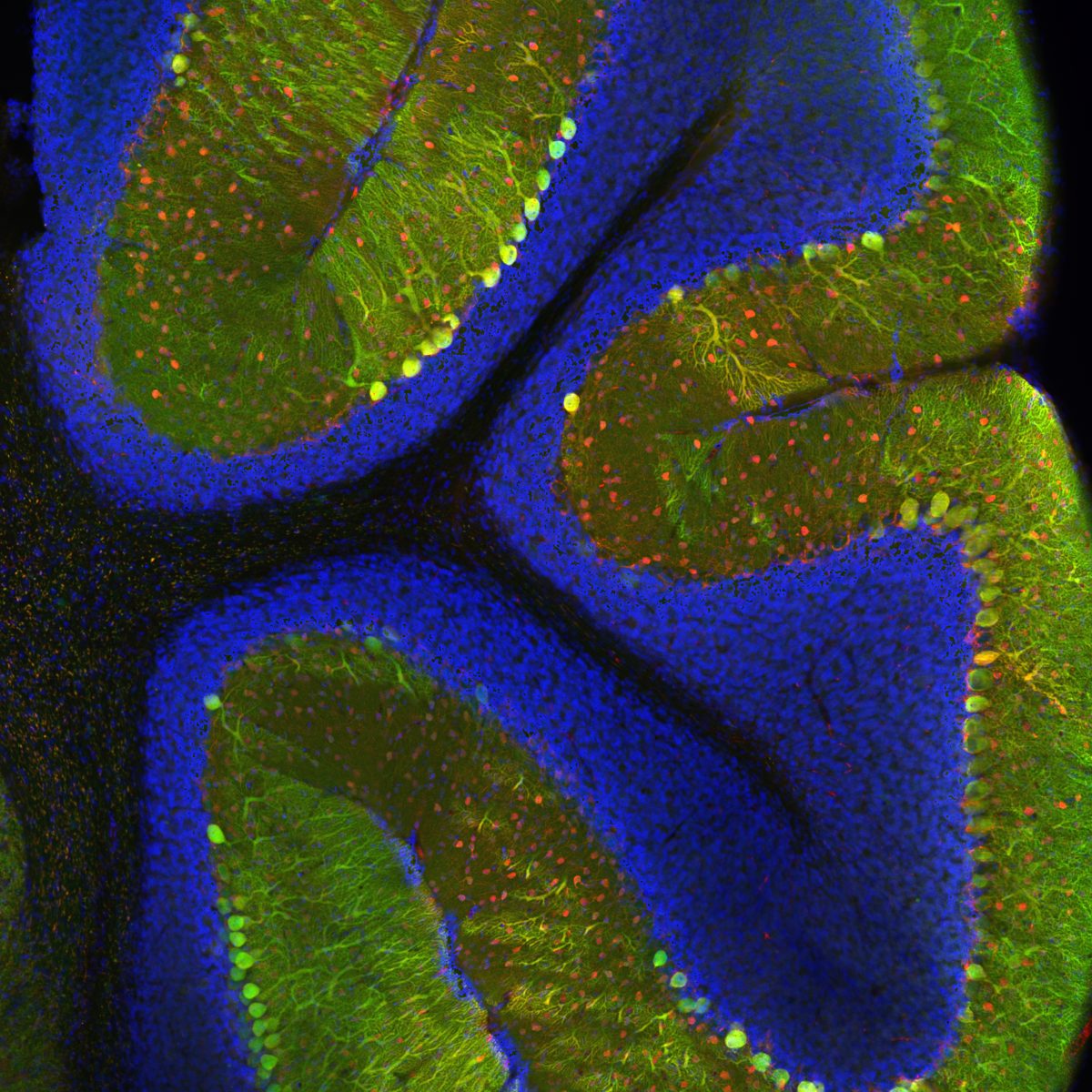 SAPAP-4 - MIT McGovern Institute