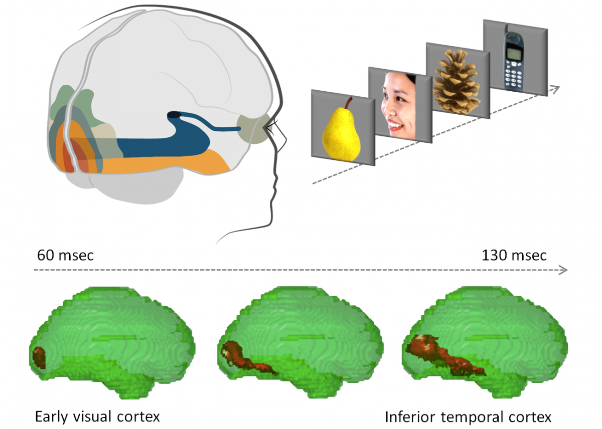 Expanding our view of vision - MIT McGovern Institute