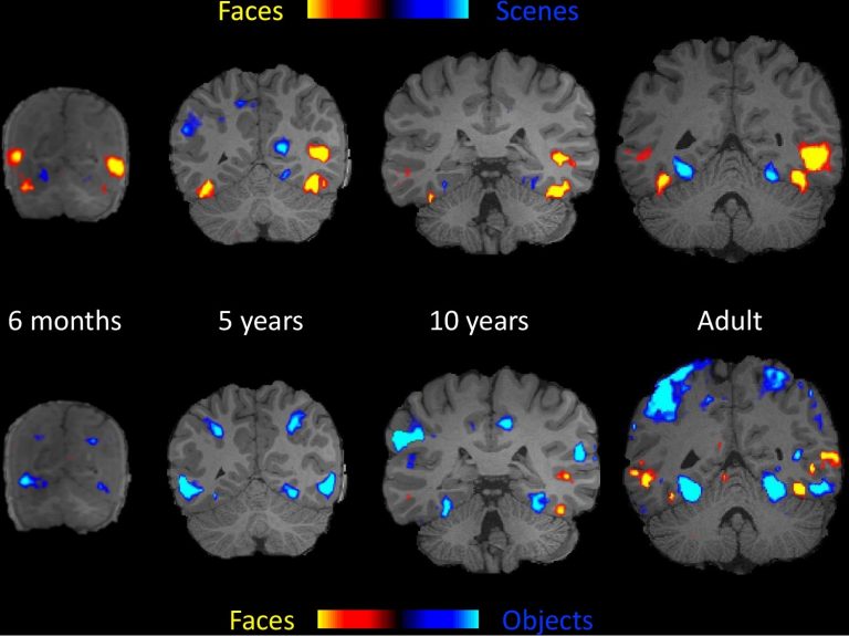 A social side to face recognition by infants - MIT McGovern Institute