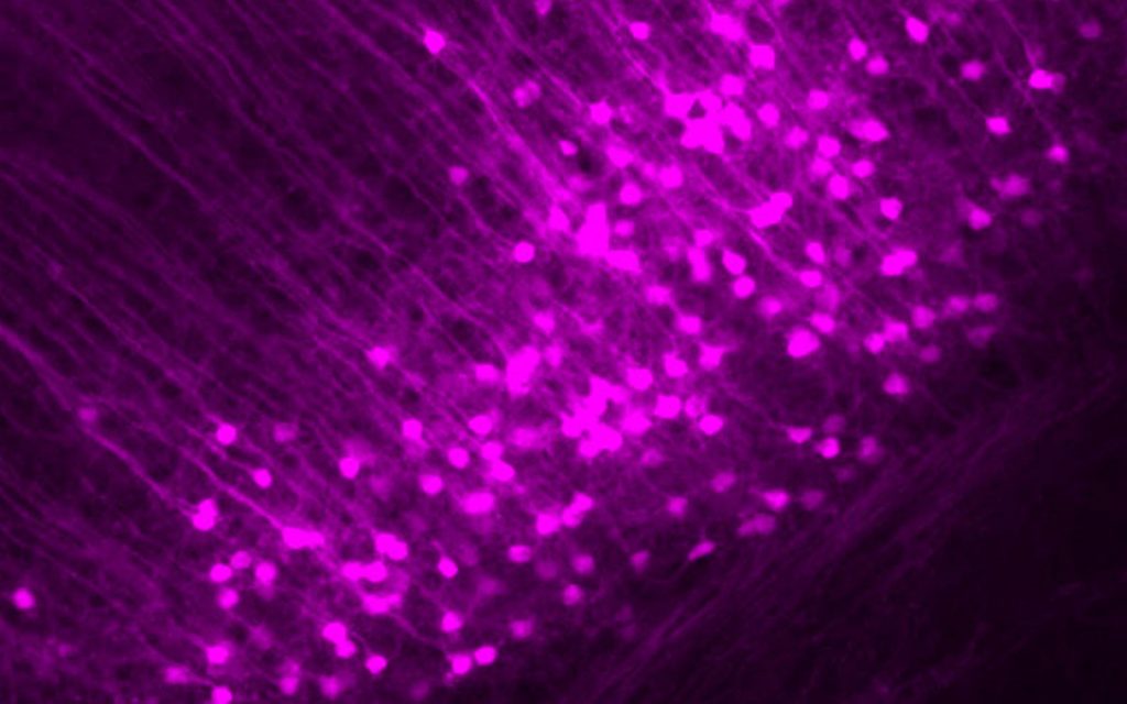 Systems Neuroscience - MIT McGovern Institute