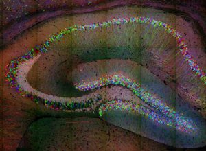 Joshua Sanes awarded the 2020 Scolnick Prize - MIT McGovern Institute