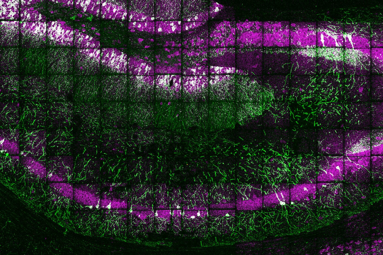 A high-resolution glimpse of gene expression in cells - MIT McGovern ...