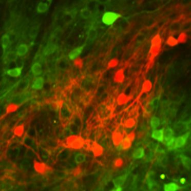 Unraveling the Mysteries of the Brain - MIT McGovern Institute