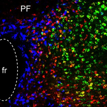 Unraveling the Mysteries of the Brain - MIT McGovern Institute