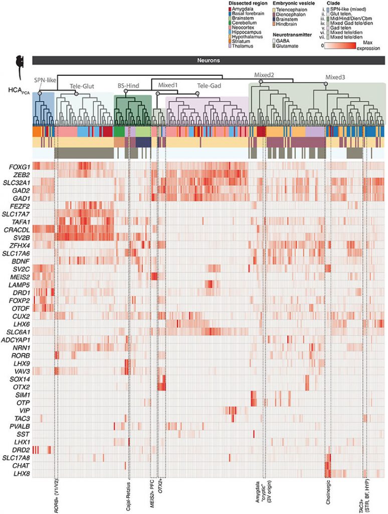 New cellular census maps the complexity of a primate brain - MIT ...