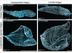 Ten years of bigger samples, better views - MIT McGovern Institute