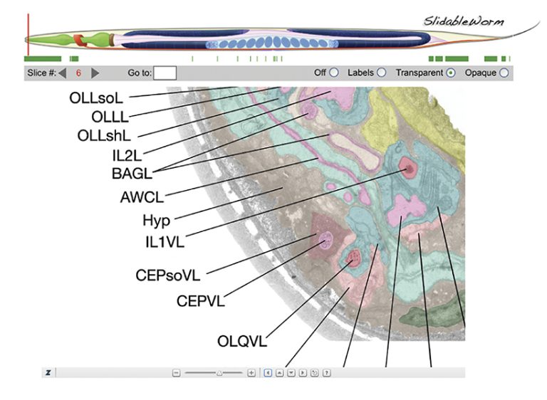 Celebrating worm science - MIT McGovern Institute